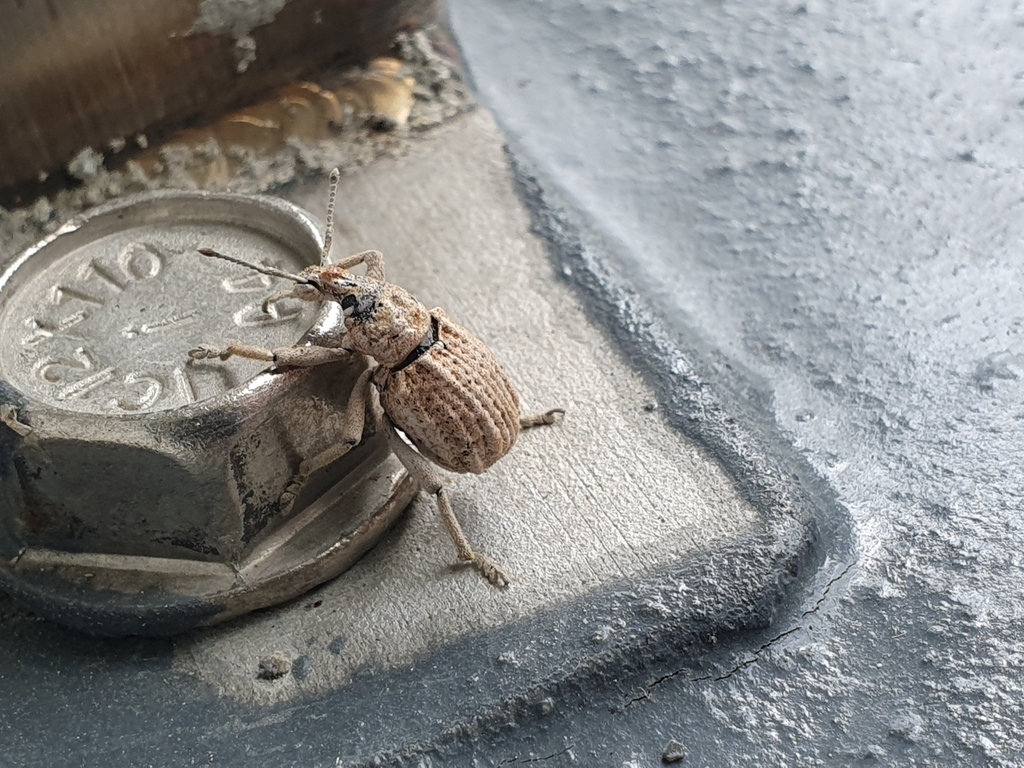 Fruit-tree Root Weevil from Trafalgar VIC 3824, Australia on March 1 ...