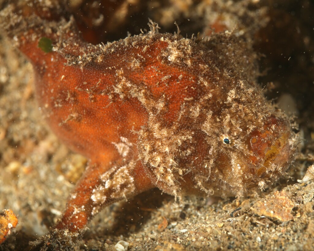 Anglerfishes from 5-7 Edith St, Edithburgh SA 5583, Australia on March ...