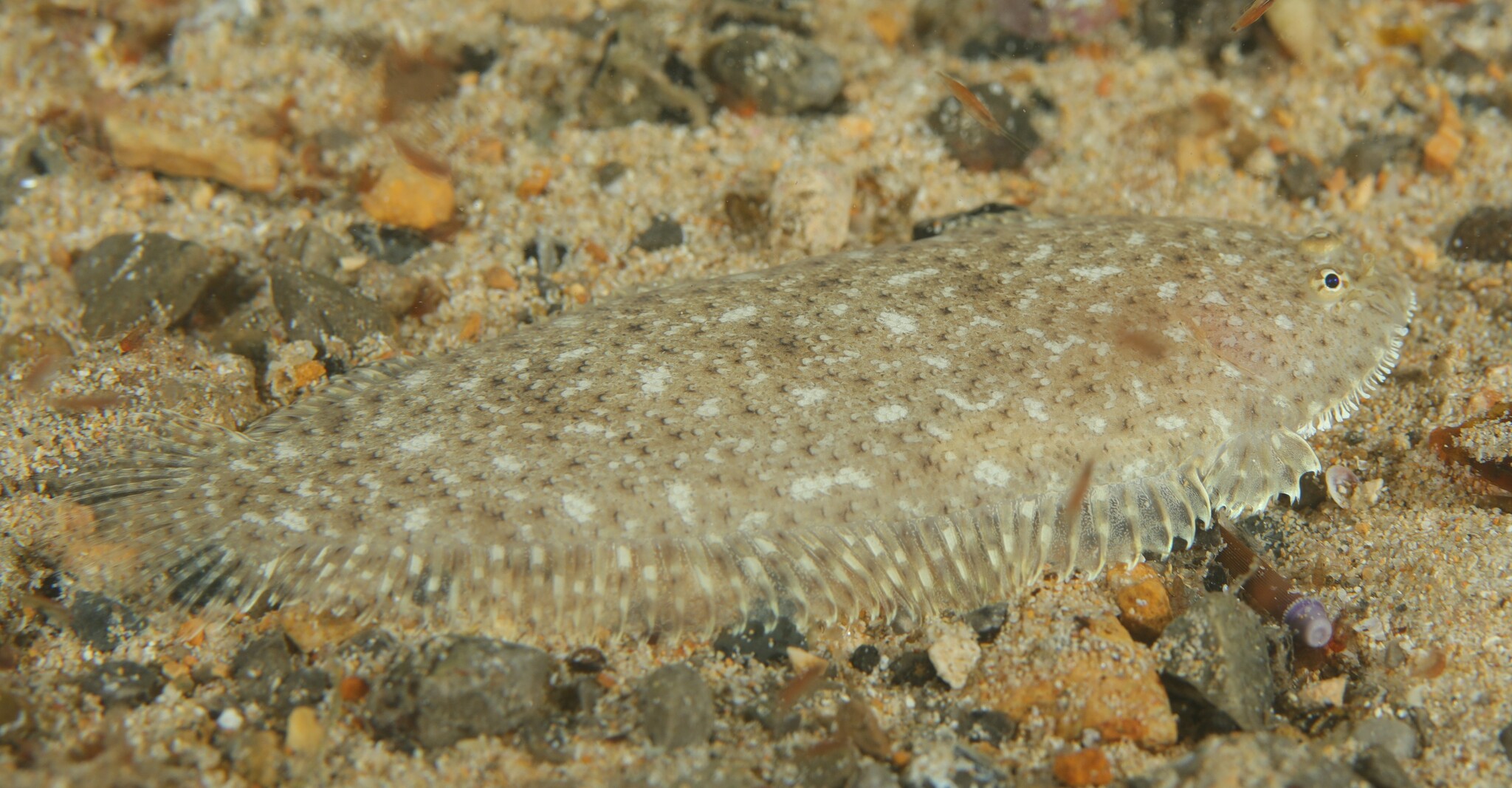 Aseraggodes Kaup, 1858