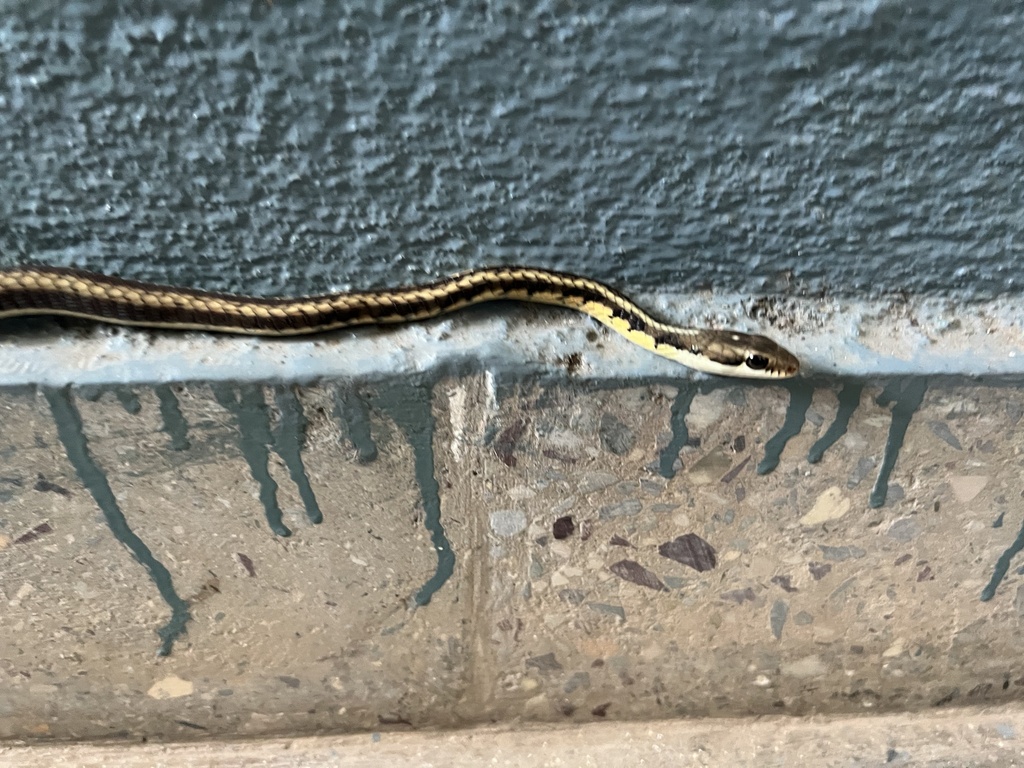 Common Bronzeback Tree Snake from Manakondur, Karimnagar, TG, IN on ...