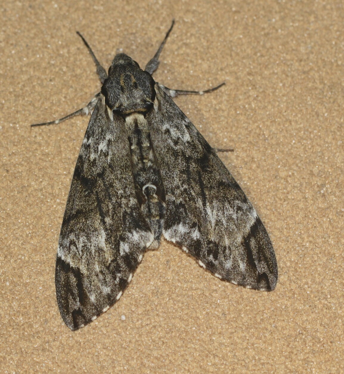 Psilogramma menephron Cramer, 1780