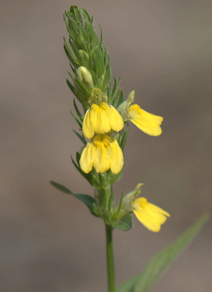 Justicia flava (Forssk.) Vahl