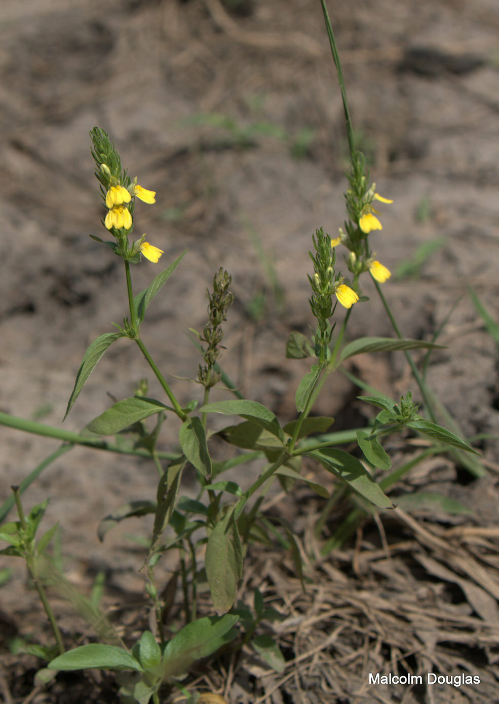 Justicia flava (Forssk.) Vahl