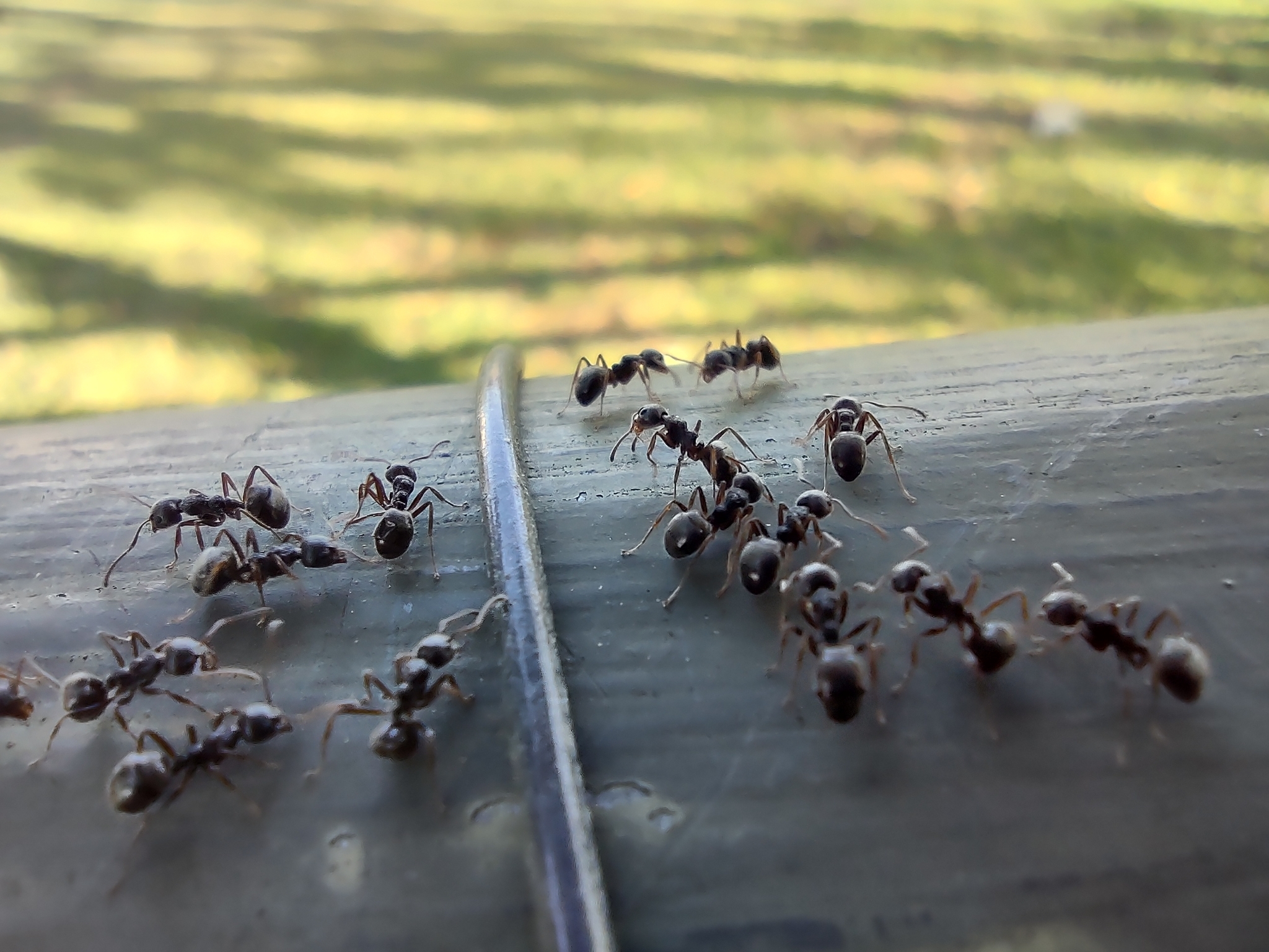 Dolichoderus thoracicus (Smith, 1860)