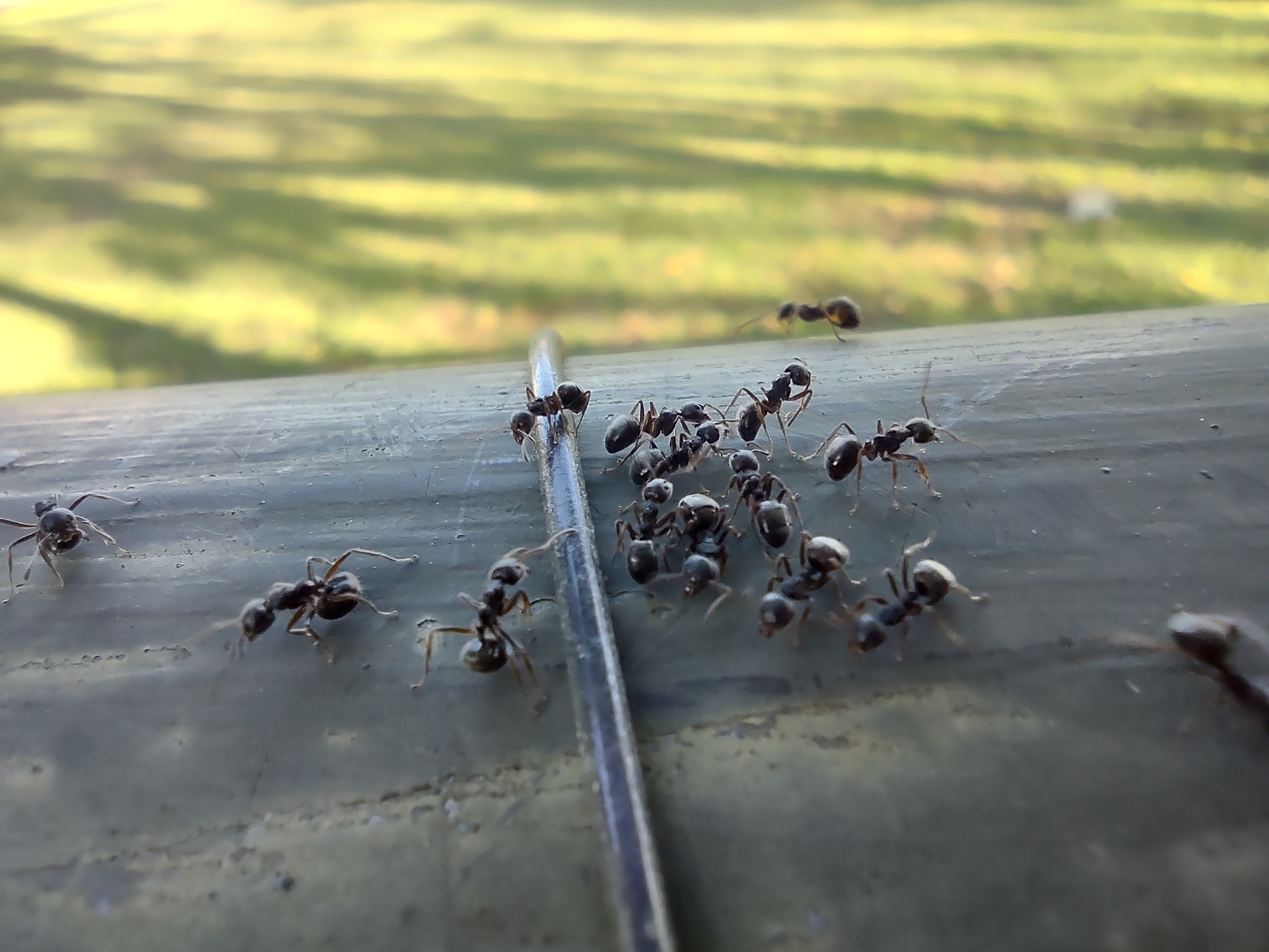 Dolichoderus thoracicus (Smith, 1860)