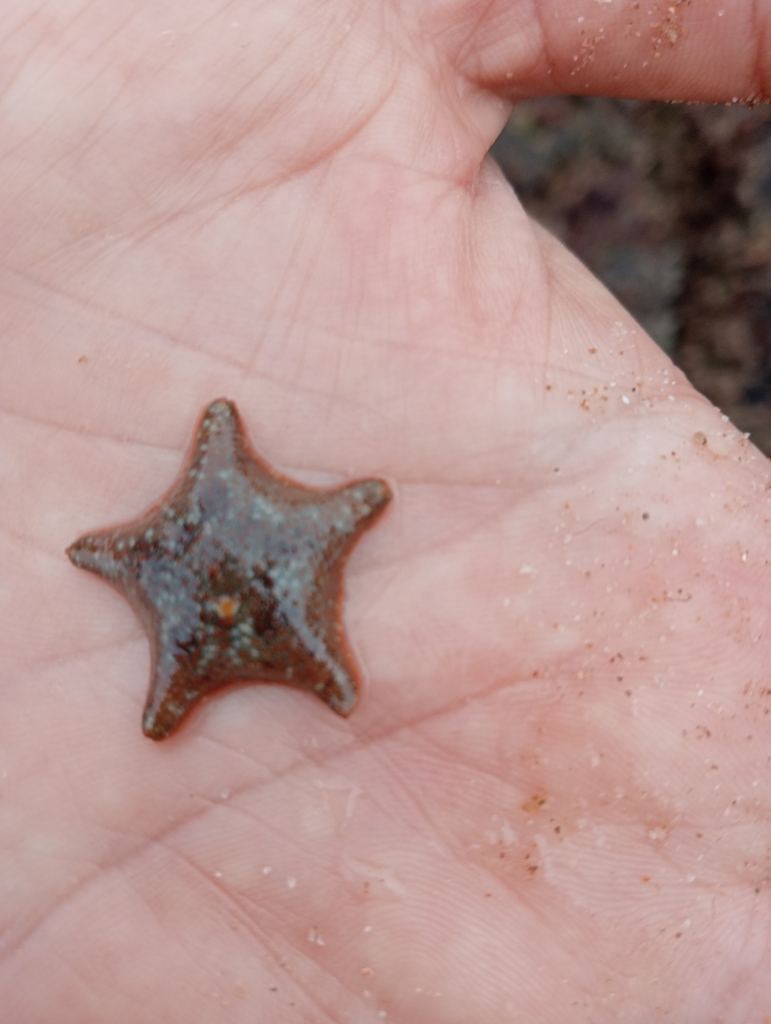Cushion Star from Cascais, PT-LI, PT on March 11, 2023 by Miguel ...