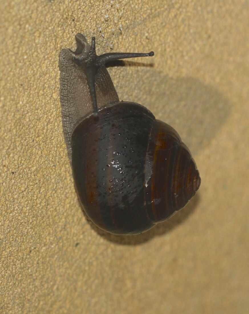 Sphaerospira Mörch, 1867