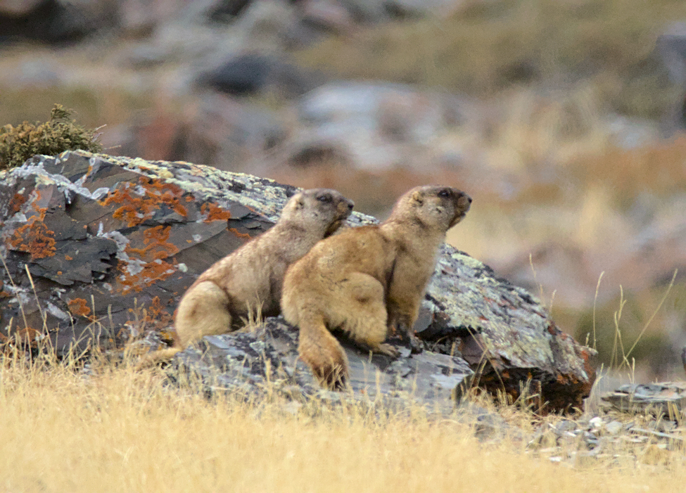 Marmota baibacina Kastschenko, 1899