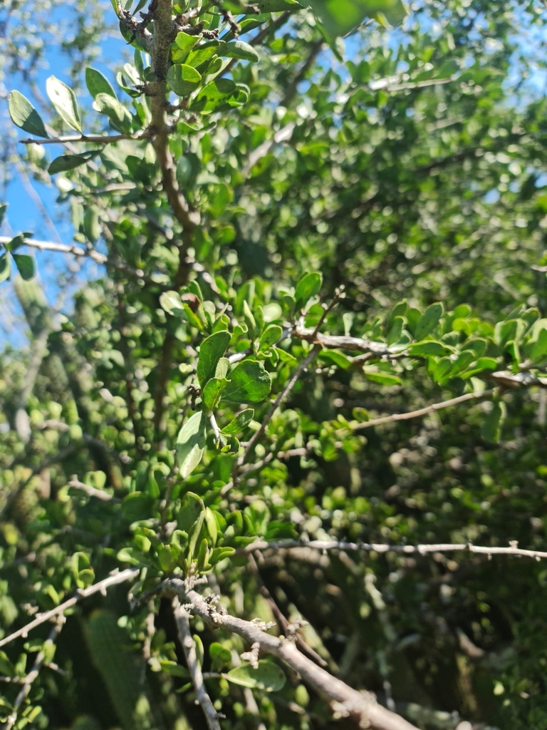 Cape-Lilac from Merafong City Local Municipality, South Africa on March ...