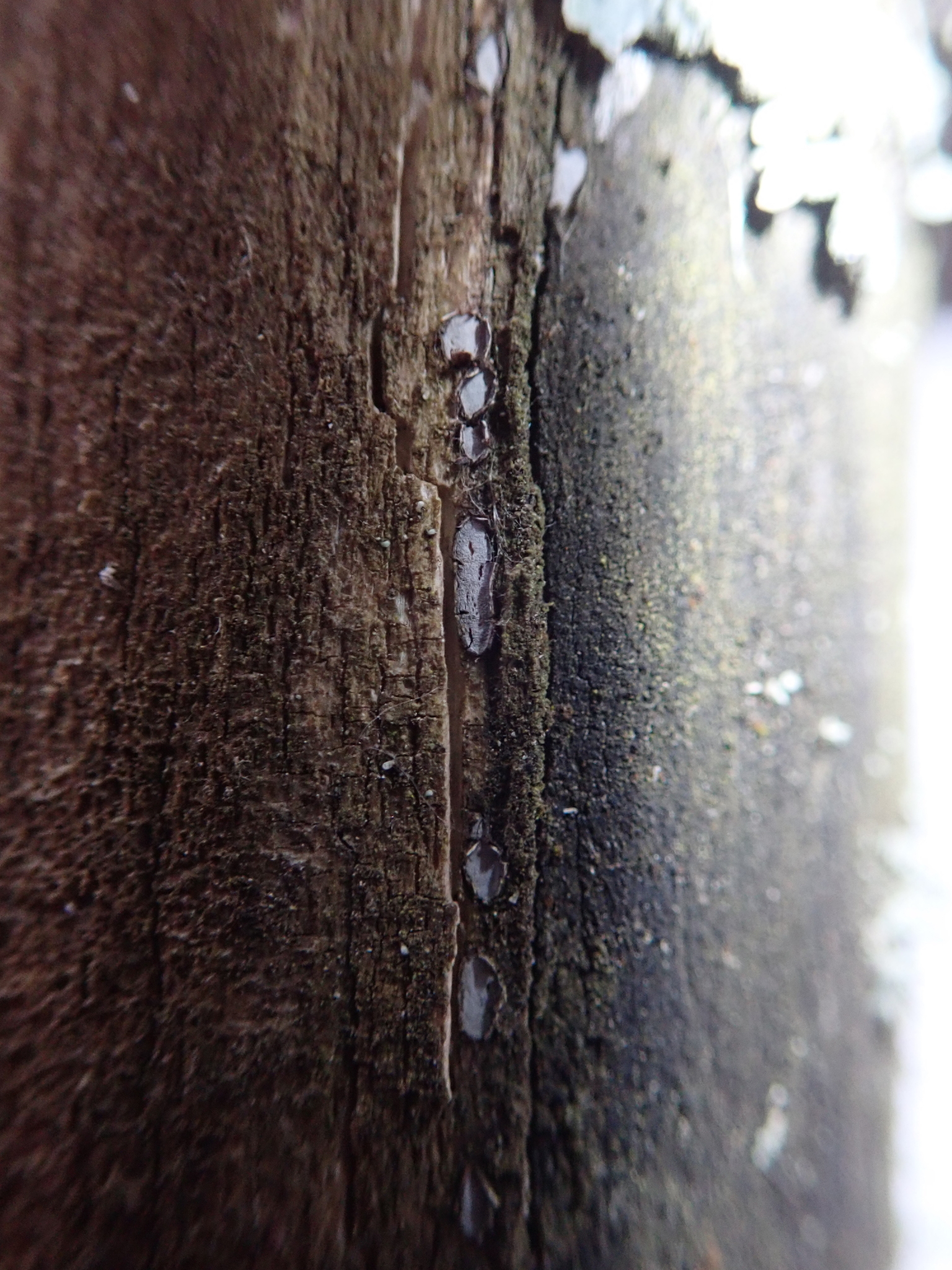 Propolis farinosa (Pers.) Fr.