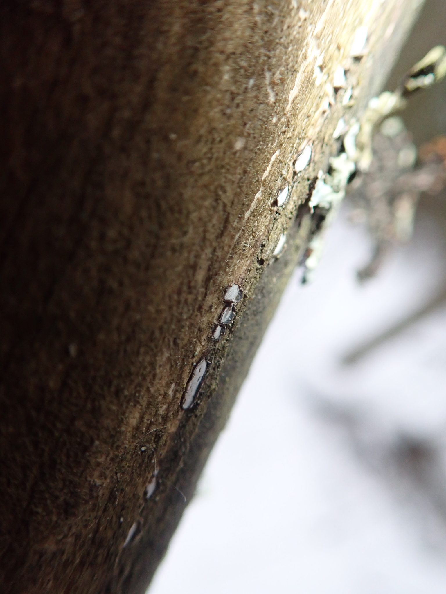 Propolis farinosa (Pers.) Fr.