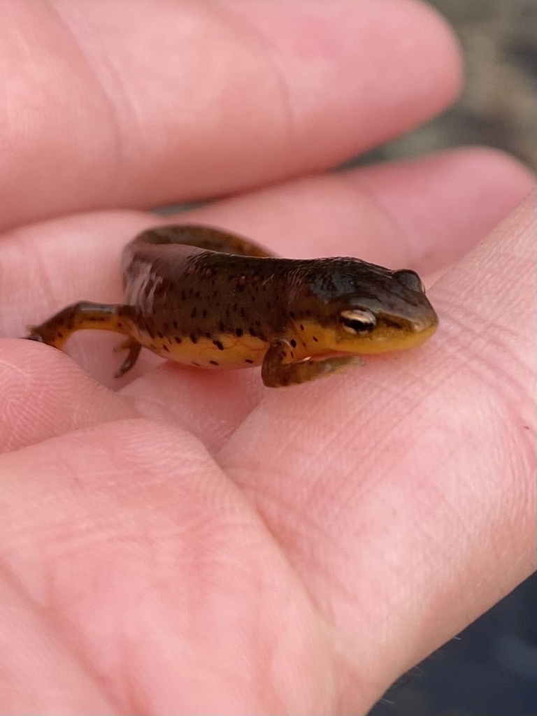 Red-spotted Newt from Ireland Brook Conservation Area, North Brunswick ...