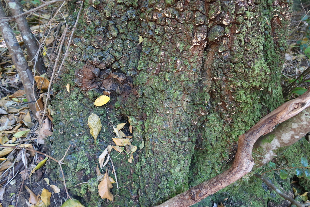 Assegai tree in February 2023 by Diana Studer. according to the label ...