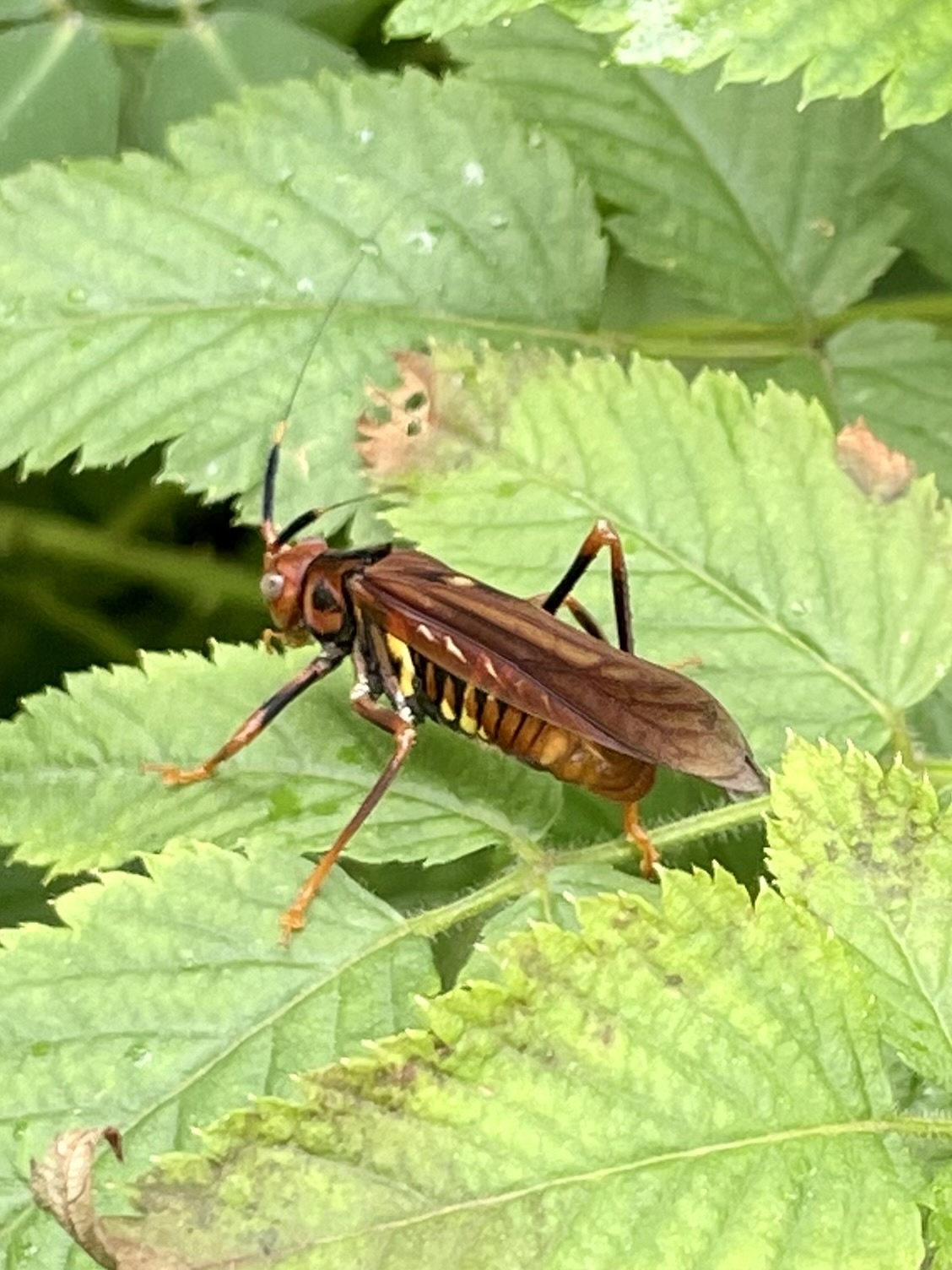 Scaphura nigra (Thunberg, 1824)
