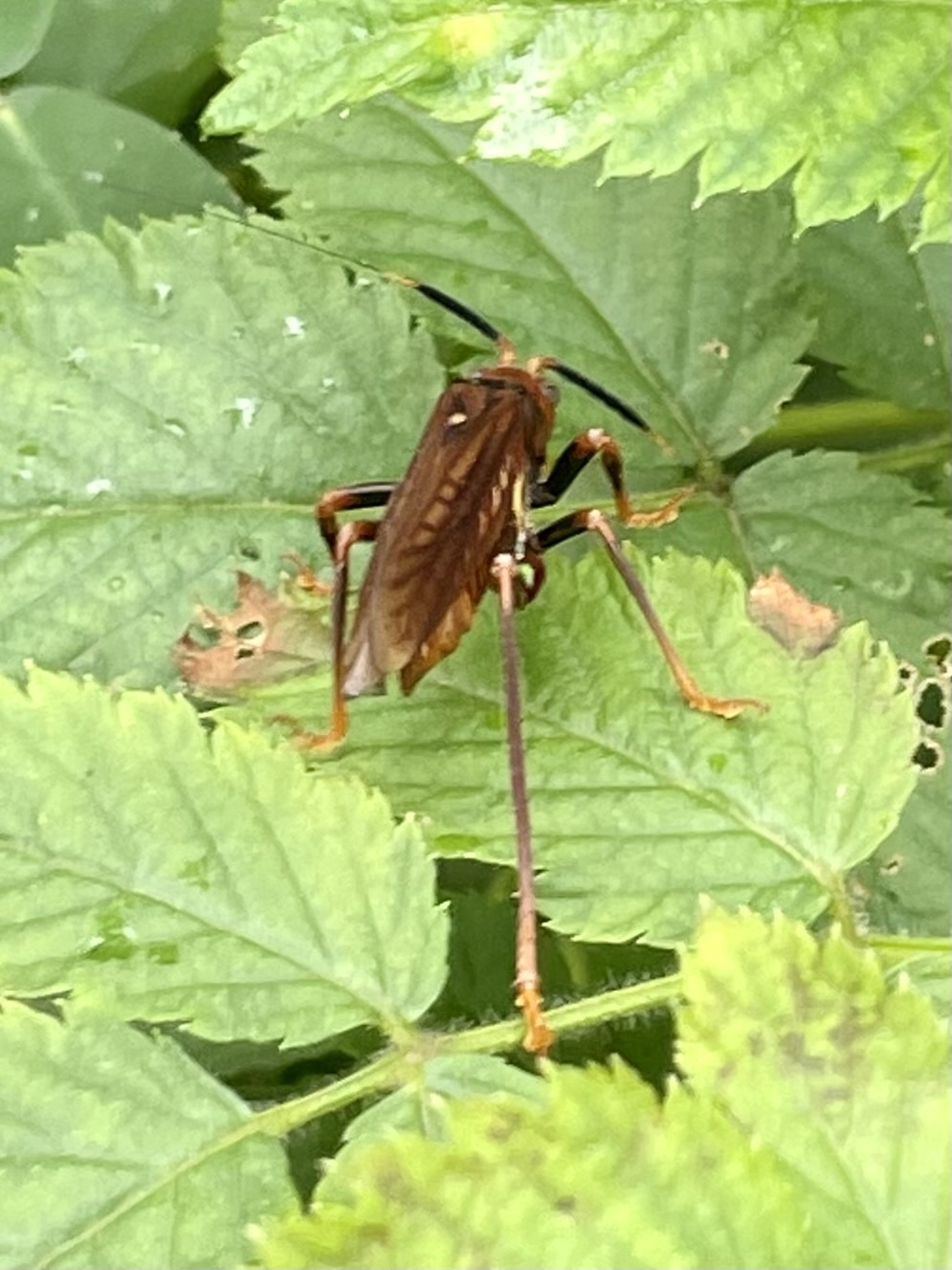 Scaphura nigra (Thunberg, 1824)