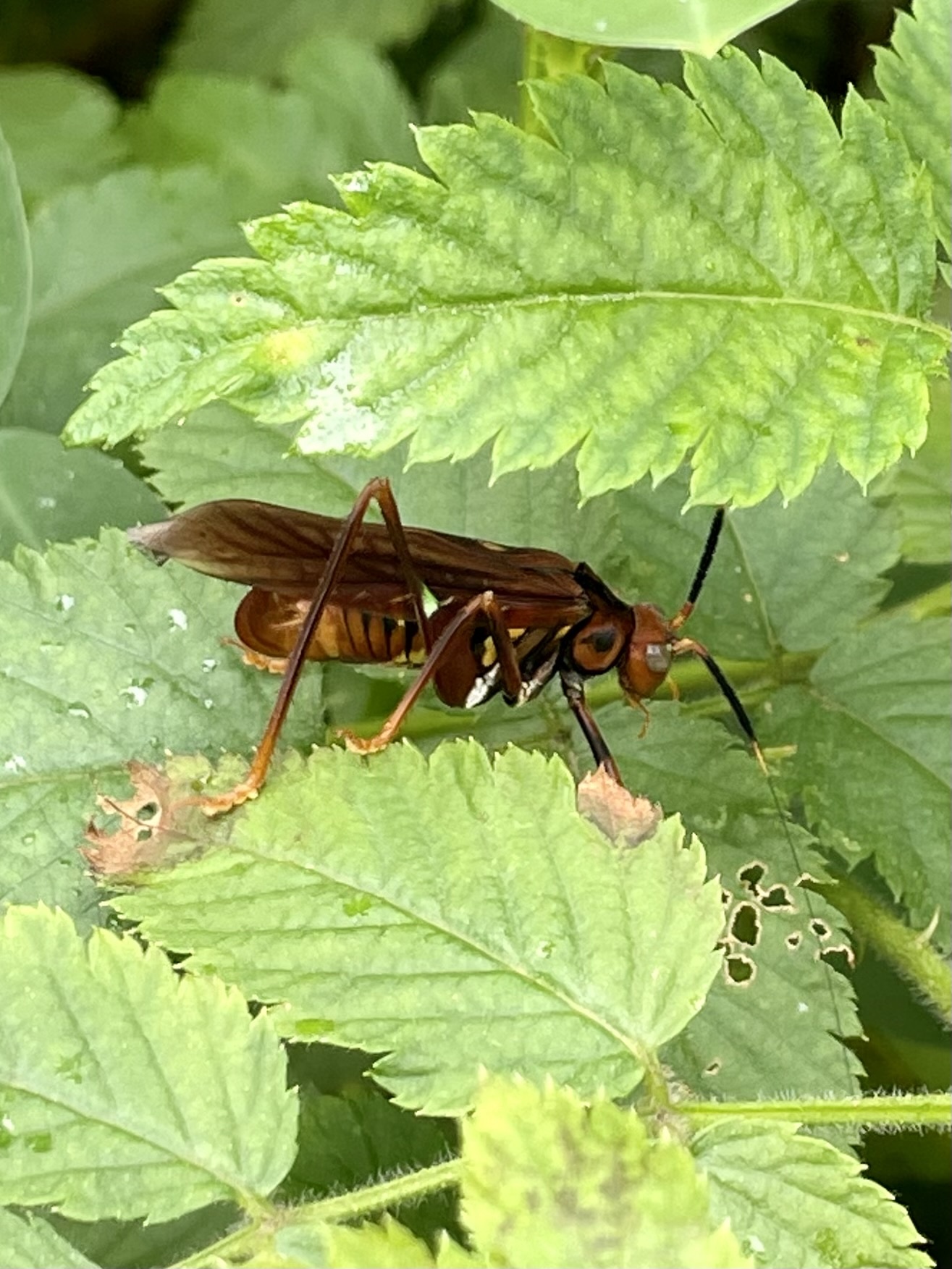Scaphura nigra (Thunberg, 1824)