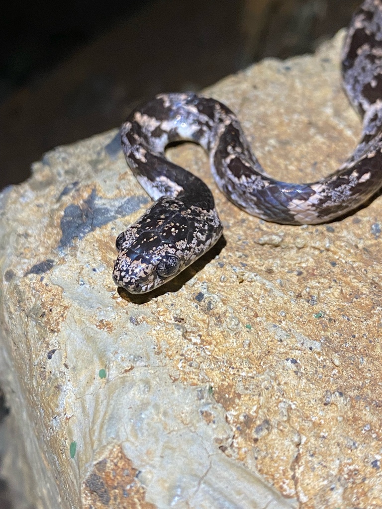 Cloudy Snail-eating Snake from Atenas, Alajuela, CR on April 07, 2022 ...