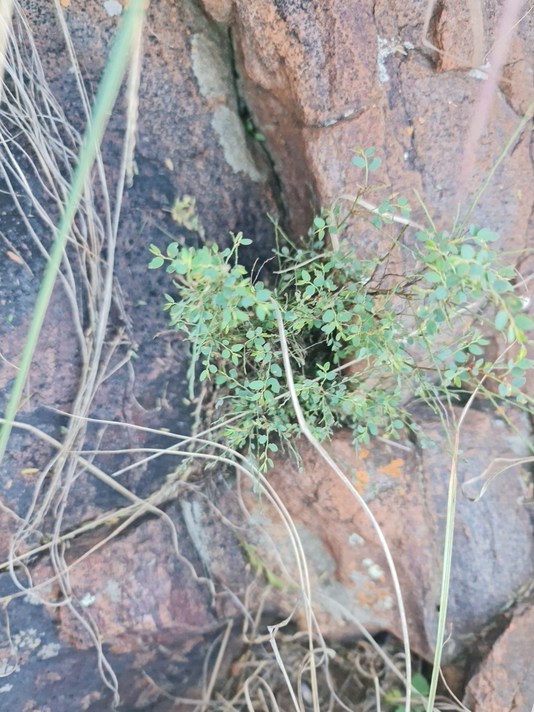 Mascarene Island leaf-flower from Merafong City Local Municipality ...