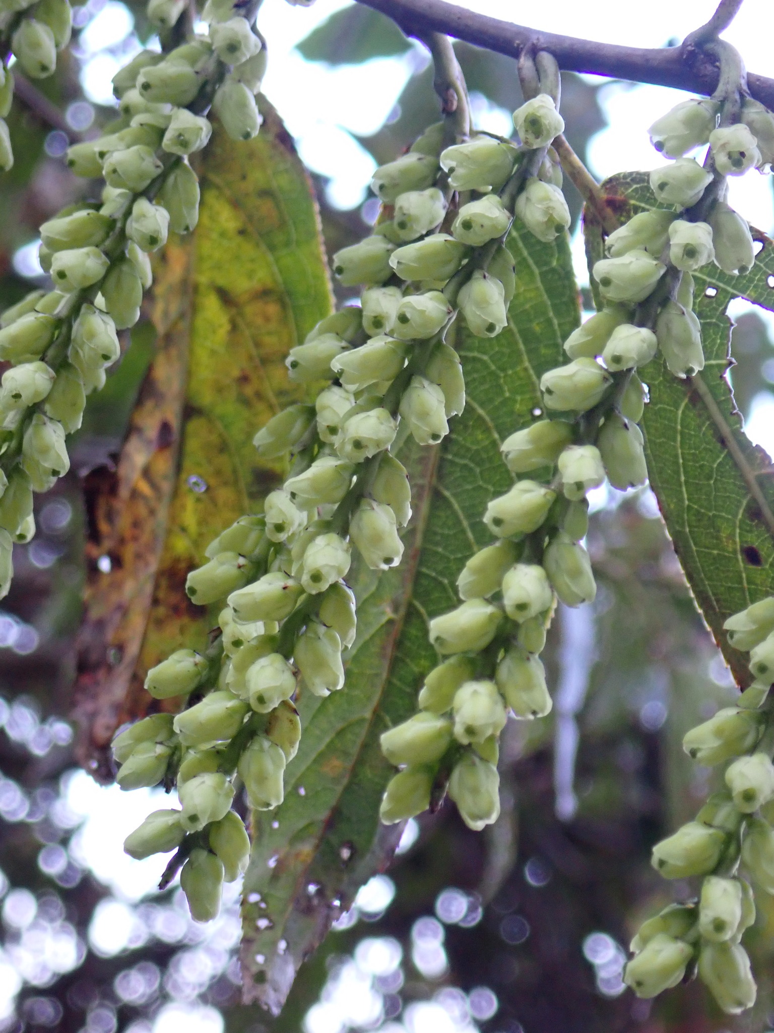 Stachyurus Siebold & Zucc.