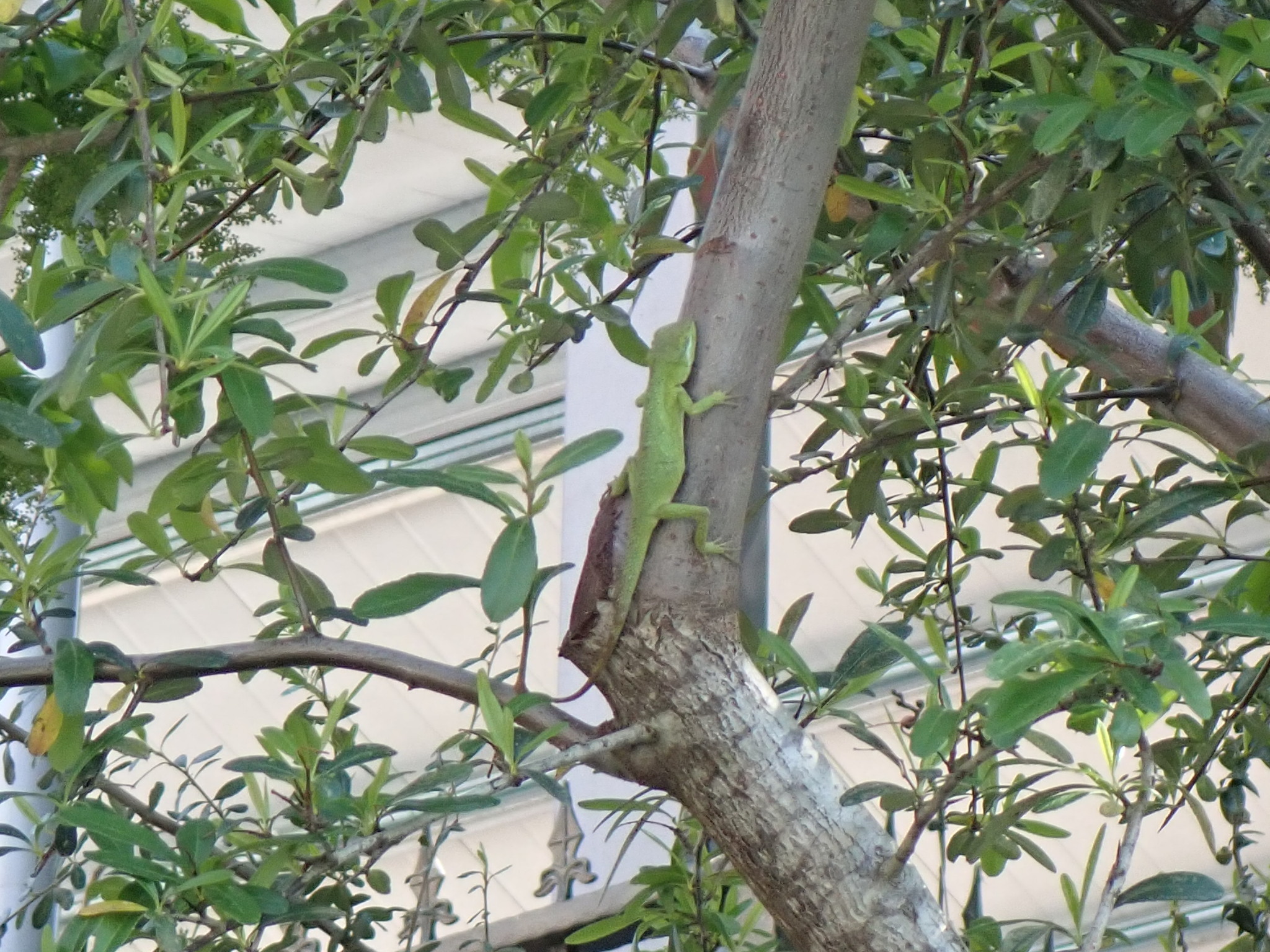 Diploderma brevipes (Gressitt, 1936)