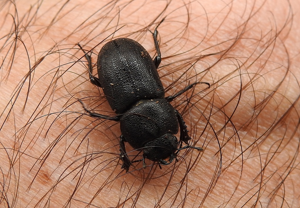 Stag Beetles from Weldborough TAS 7264, Australia on January 14, 2023 ...