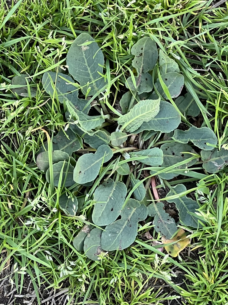dicots from Heard Rd, Naples, TX, US on March 10, 2023 at 05:13 PM by ...