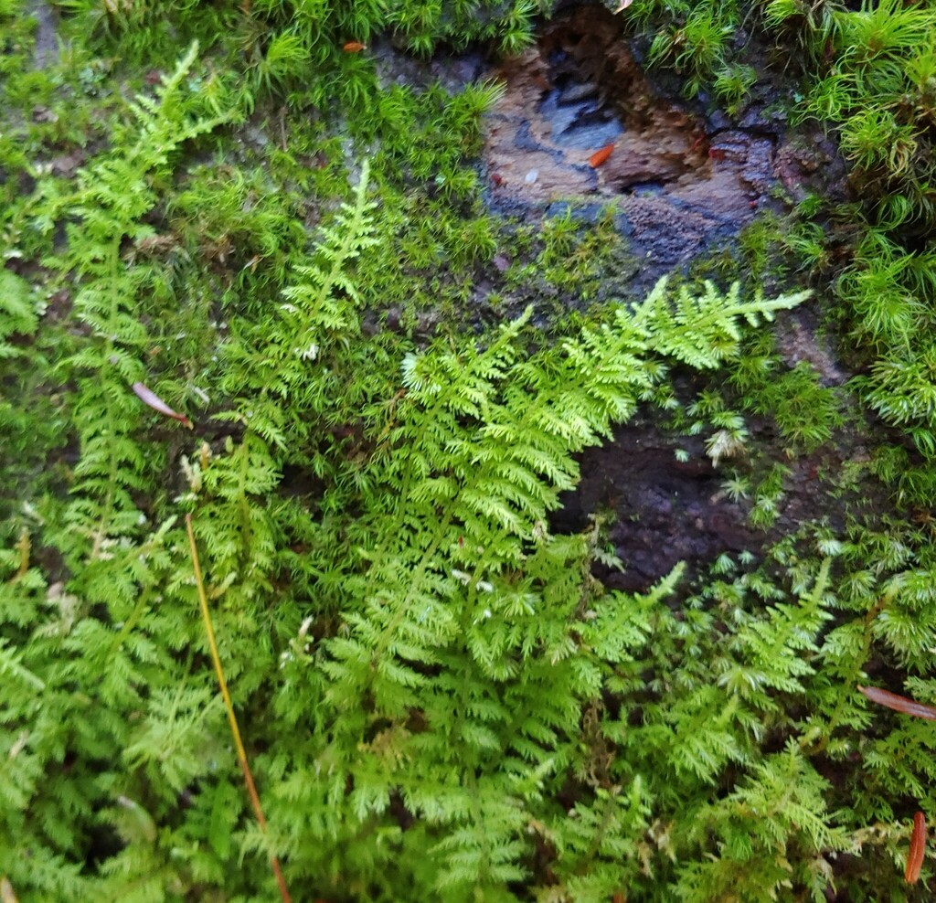 delicate fern moss from Rabun County, GA, USA on September 23, 2021 at ...