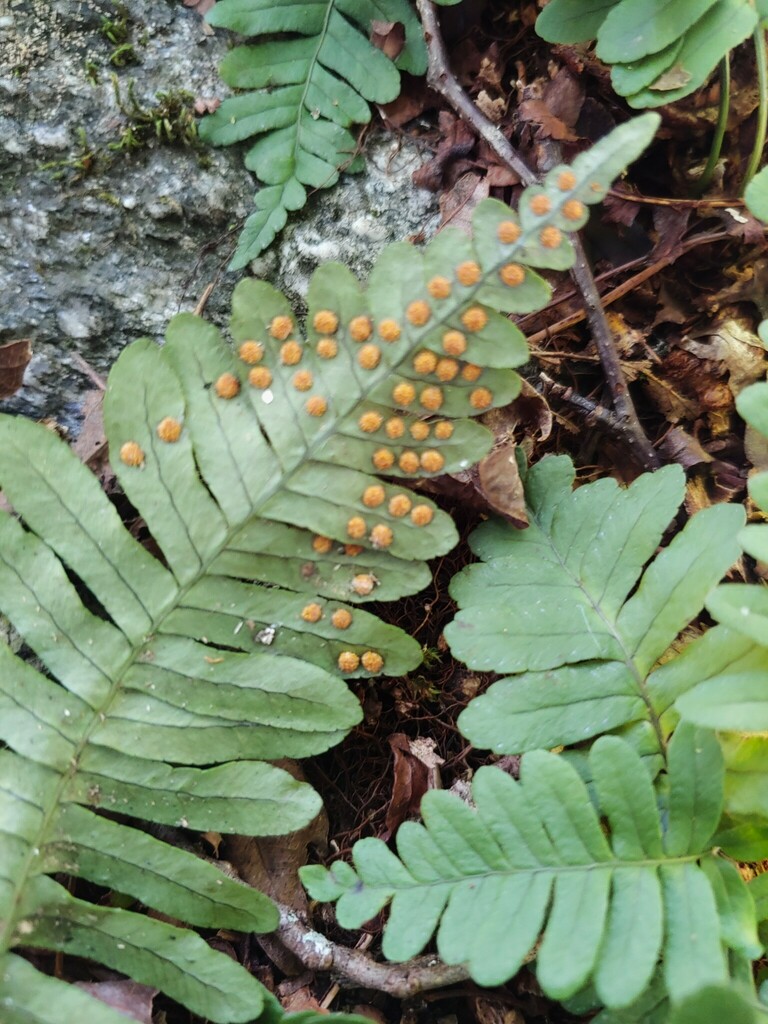 rock polypody from Lumpkin County, GA, USA on September 24, 2021 at 10: ...