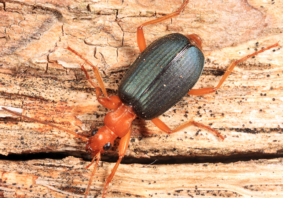 American Bombardier Beetle from Addison, VT 05491, USA on April 24 ...