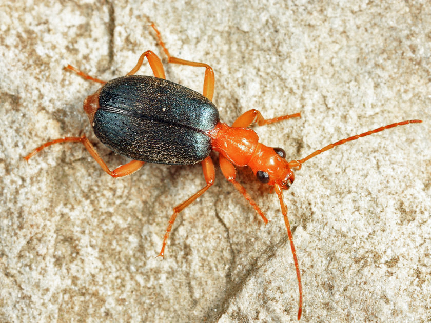 Brachinus janthinipennis from Oxbow NWR, Shirley, MA, USA on May 13 ...