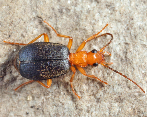 Brachinus rugipennis · iNaturalist
