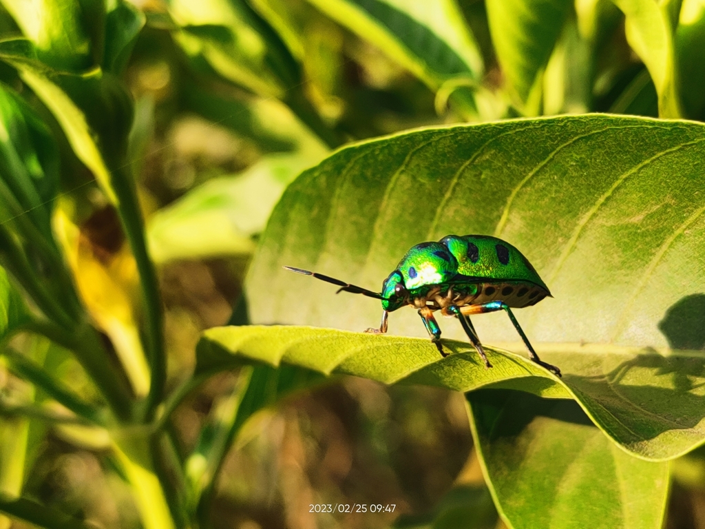 Jewel Bugs from Maharashtra Nature Park on February 25, 2023 at 09:47 ...