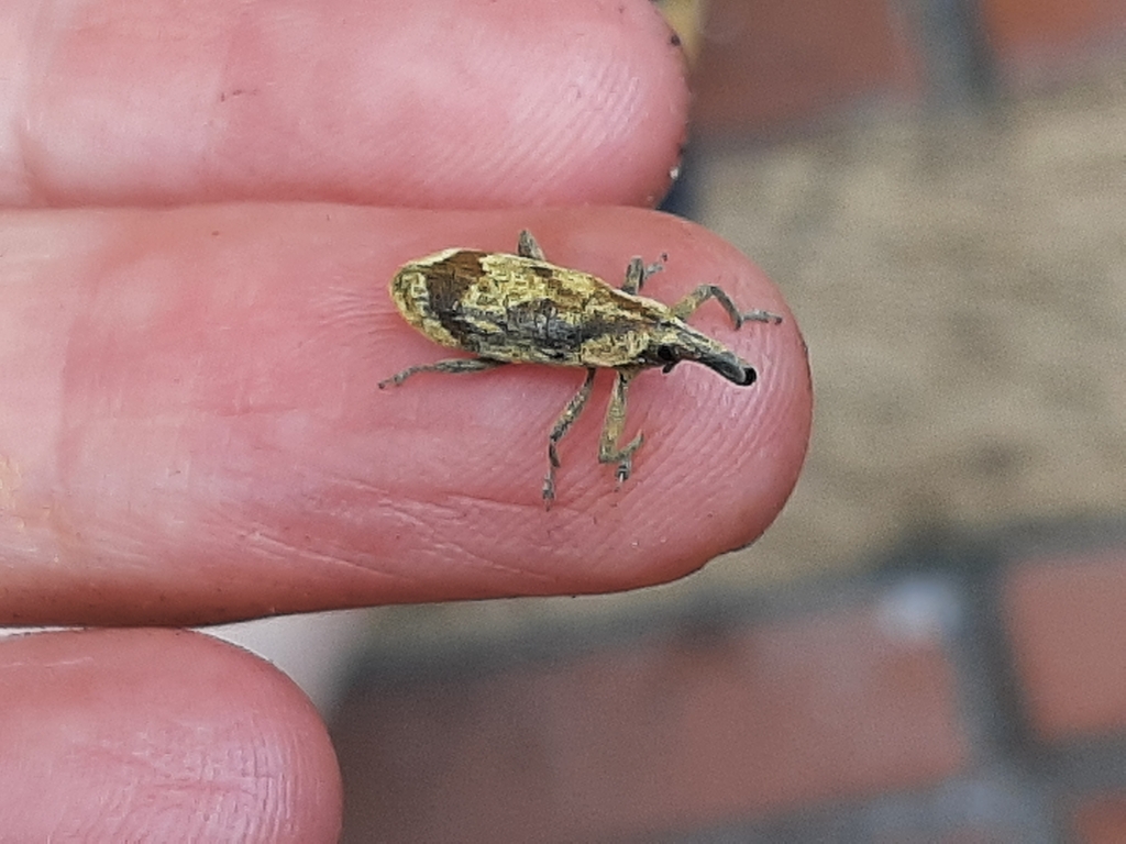 Gasteroclisus from Sunnyside, Pretoria, 0002, South Africa on March 11 ...