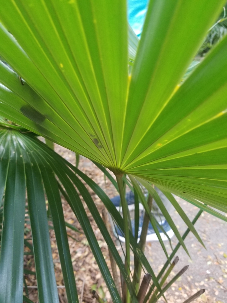Silver Thatch Palm (Coccothrinax alta) - Botanical Realm