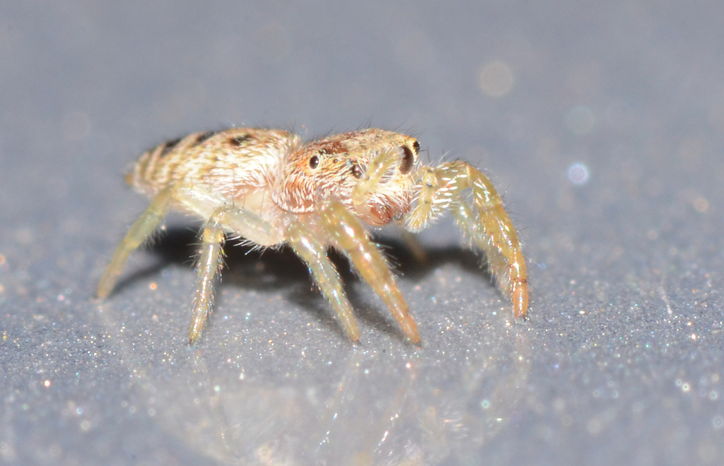 White-jawed Jumping Spider from Pontotoc County, OK, USA on October 18 ...