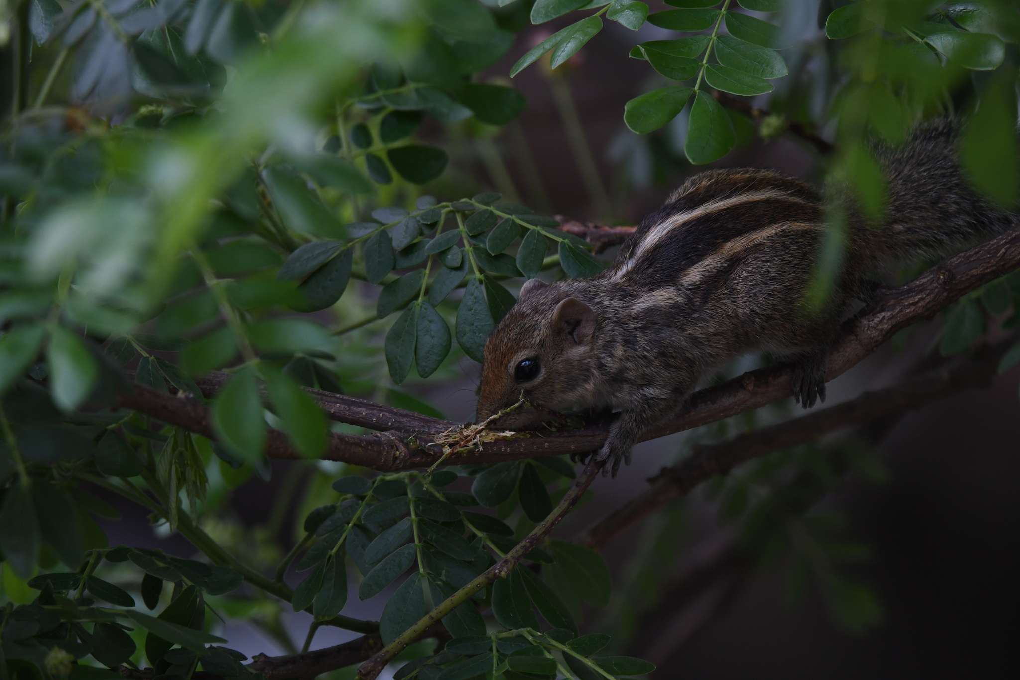 Funambulus tristriatus (Waterhouse, 1837)