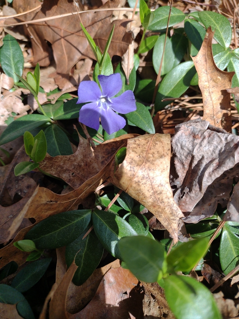 lesser periwinkle from Richmond on March 11, 2023 at 11:22 AM by Paul ...
