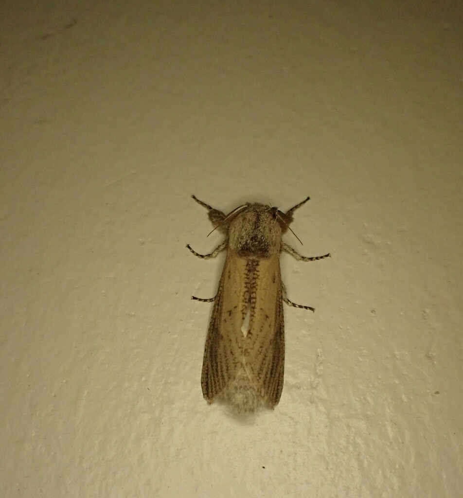 Leopard Moths from Kamwenge, Uganda on February 20, 2023 at 09:28 PM by ...