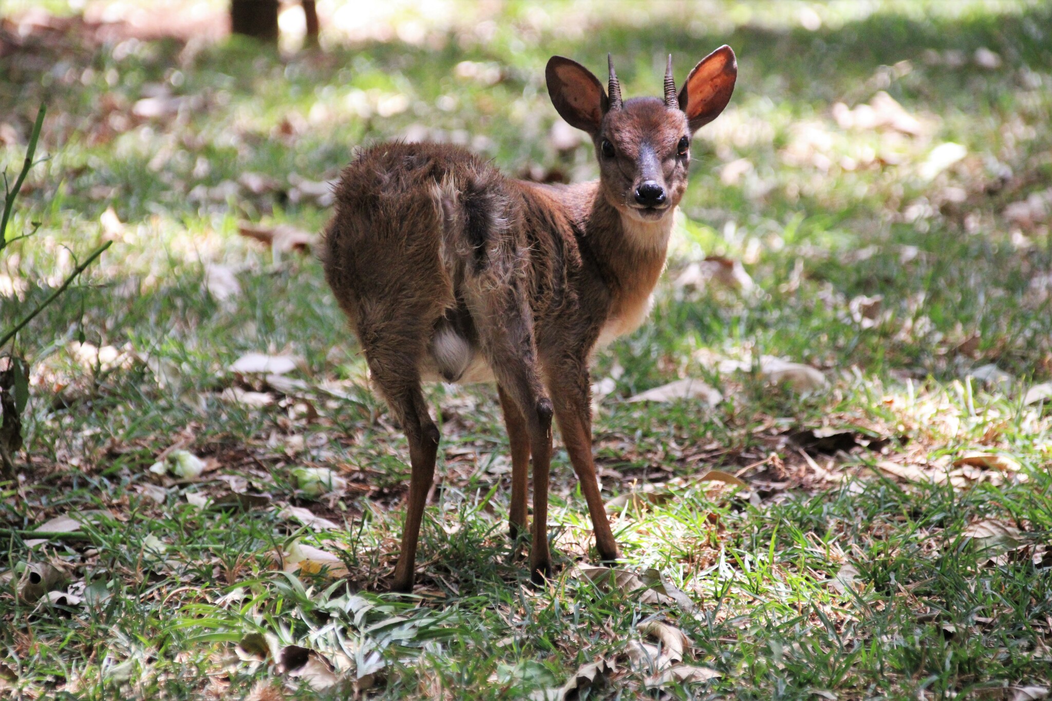 Neotragus moschatus (Von Dueben, 1846)