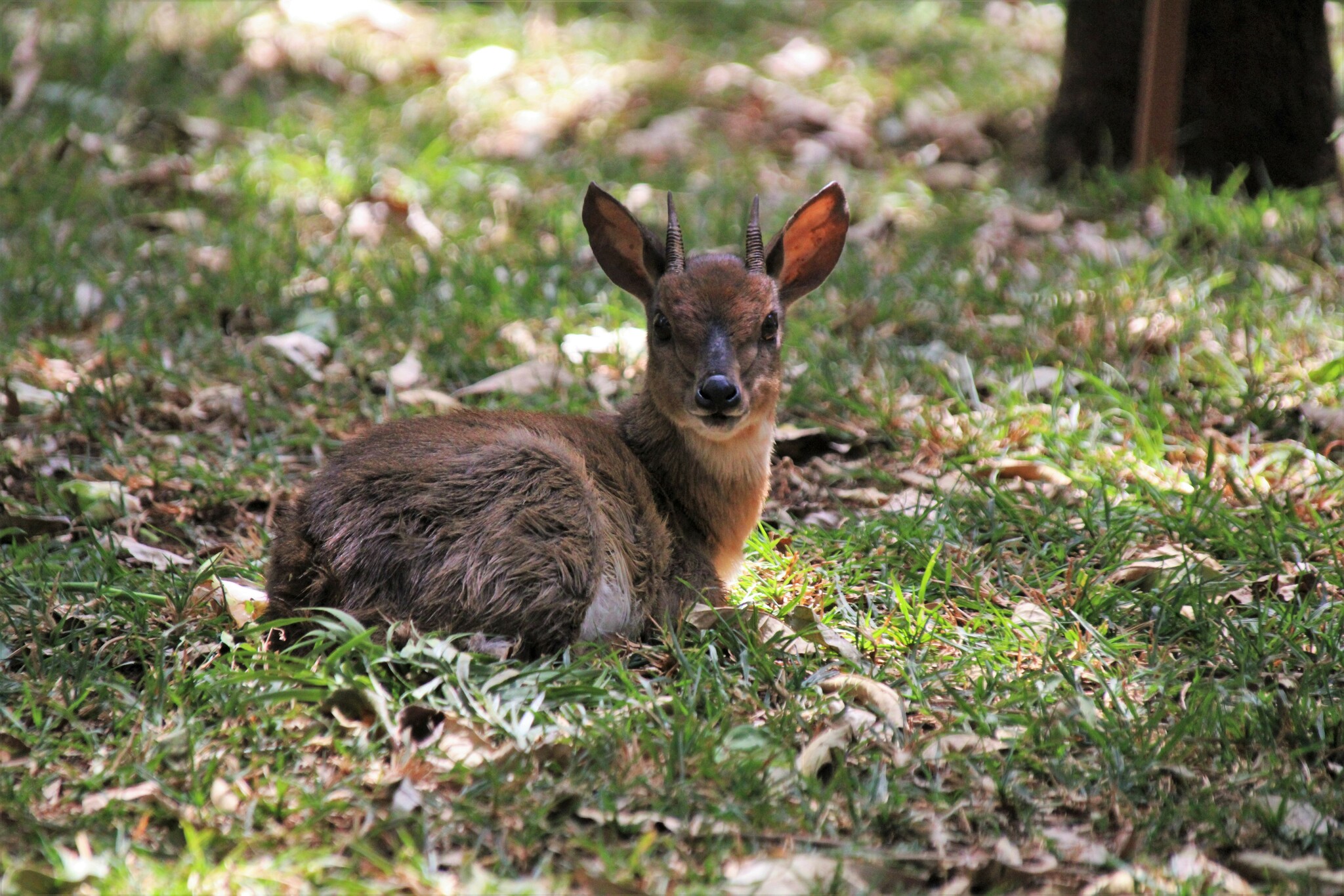 Neotragus moschatus (Von Dueben, 1846)