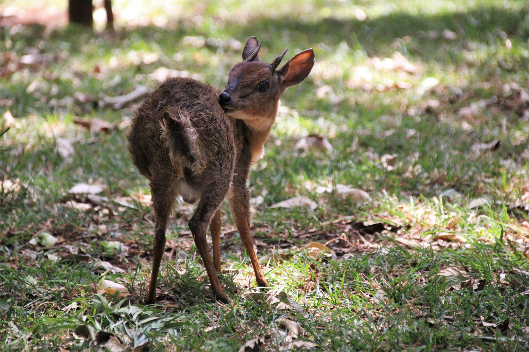 Neotragus moschatus (Von Dueben, 1846)