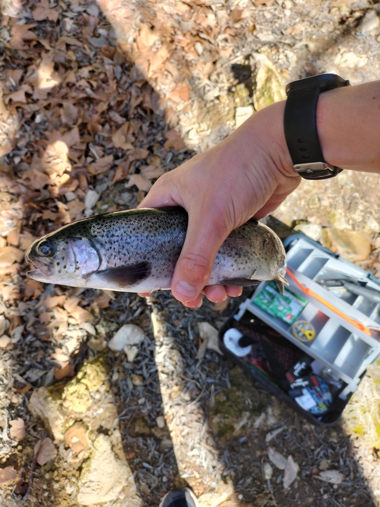 Rainbow Trout from Var, Provence-Alpes-Côte d'Azur, FR on March 11 ...