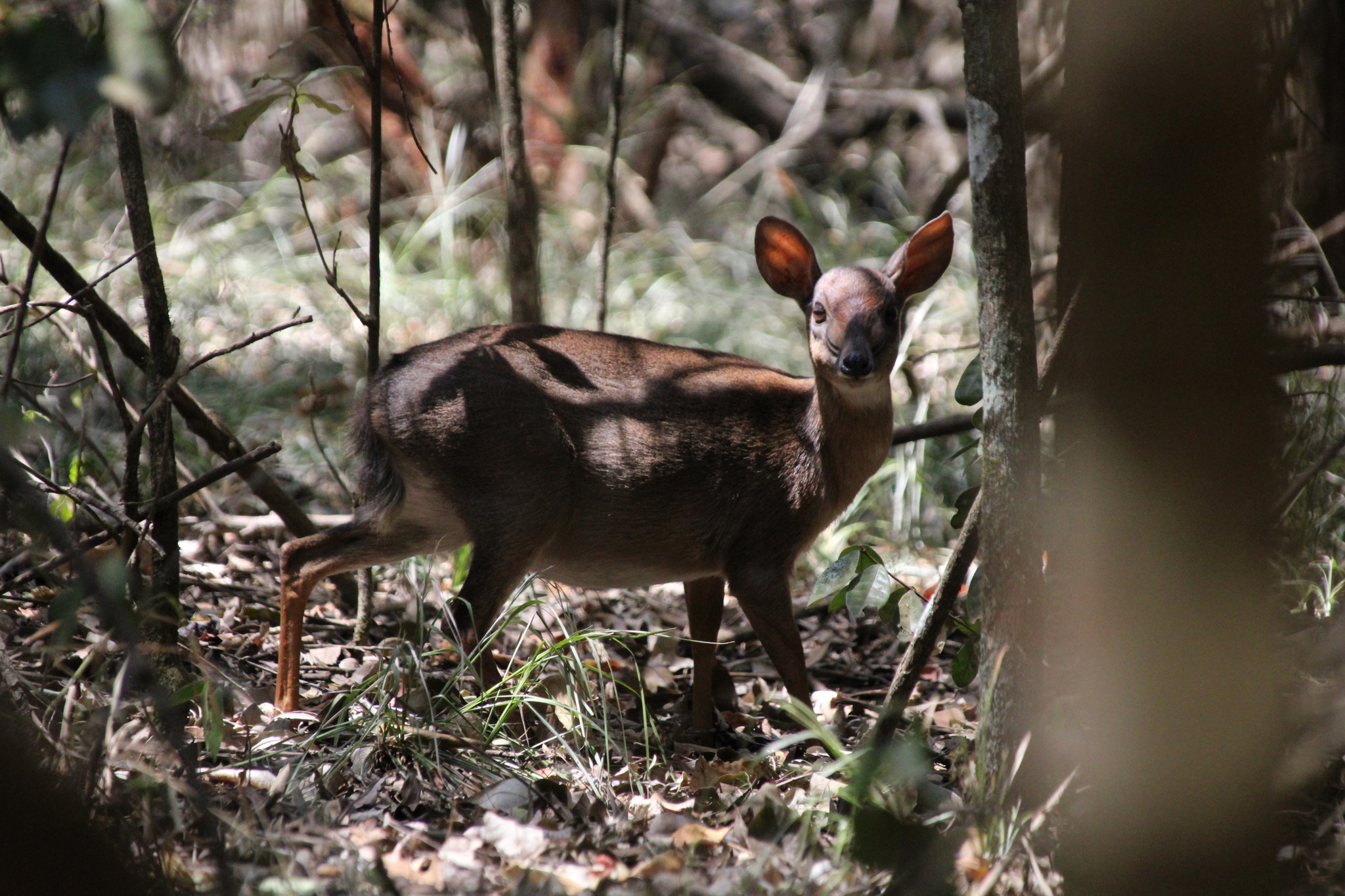 Neotragus moschatus (Von Dueben, 1846)