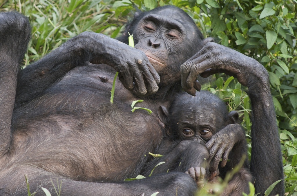 Bonobo (Pan paniscus) - Know Your Mammals