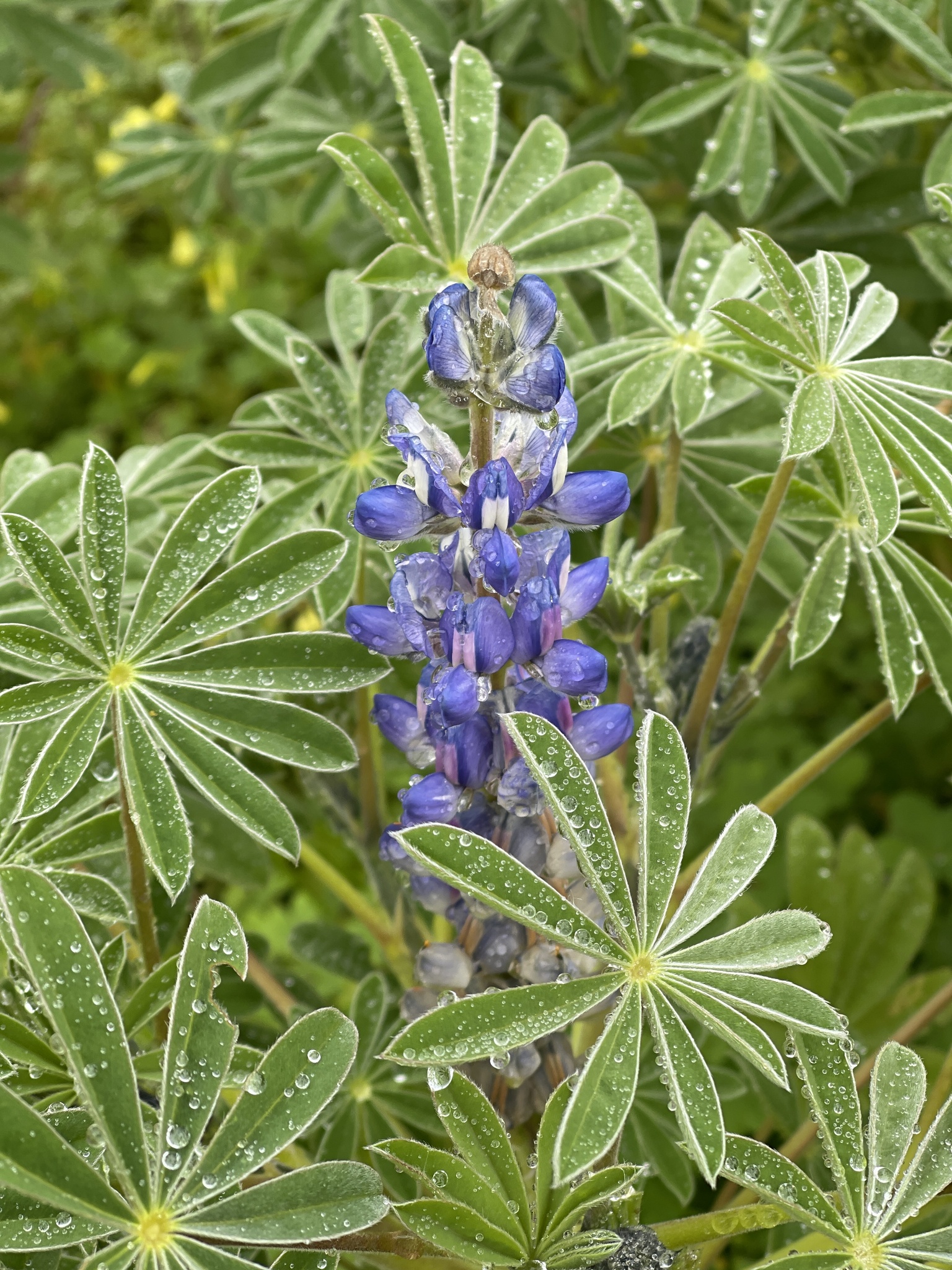 Lupinus cosentinii Guss.