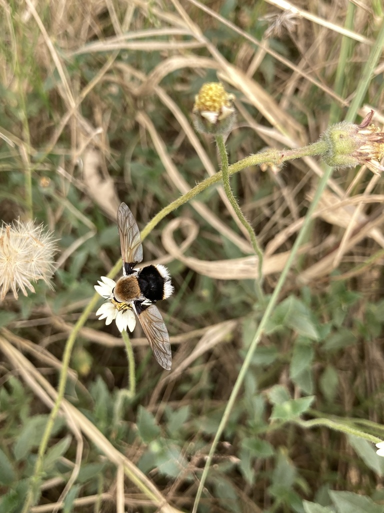 White-tailed Bee Fly from Kanungu, Uganda on February 21, 2023 at 03:22 ...