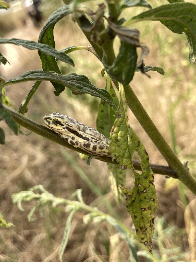 Reed Frogs from Kanungu, Uganda on February 21, 2023 at 03:23 PM by ...