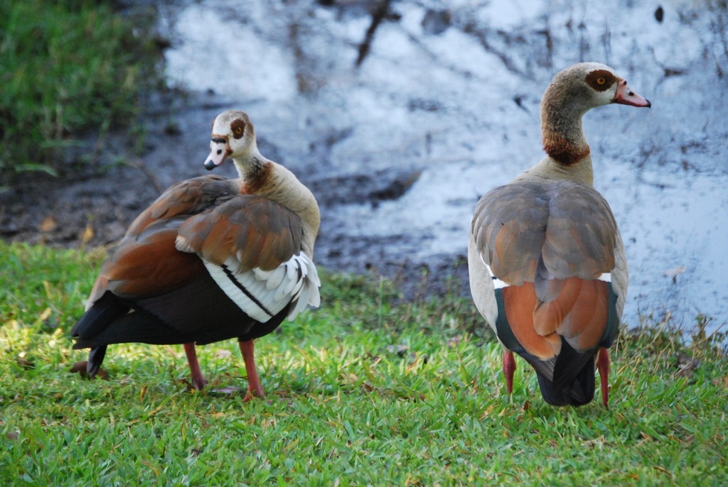 Egyptian Goose from Tropical Park, Miami, FL 33155, USA on March 11 ...