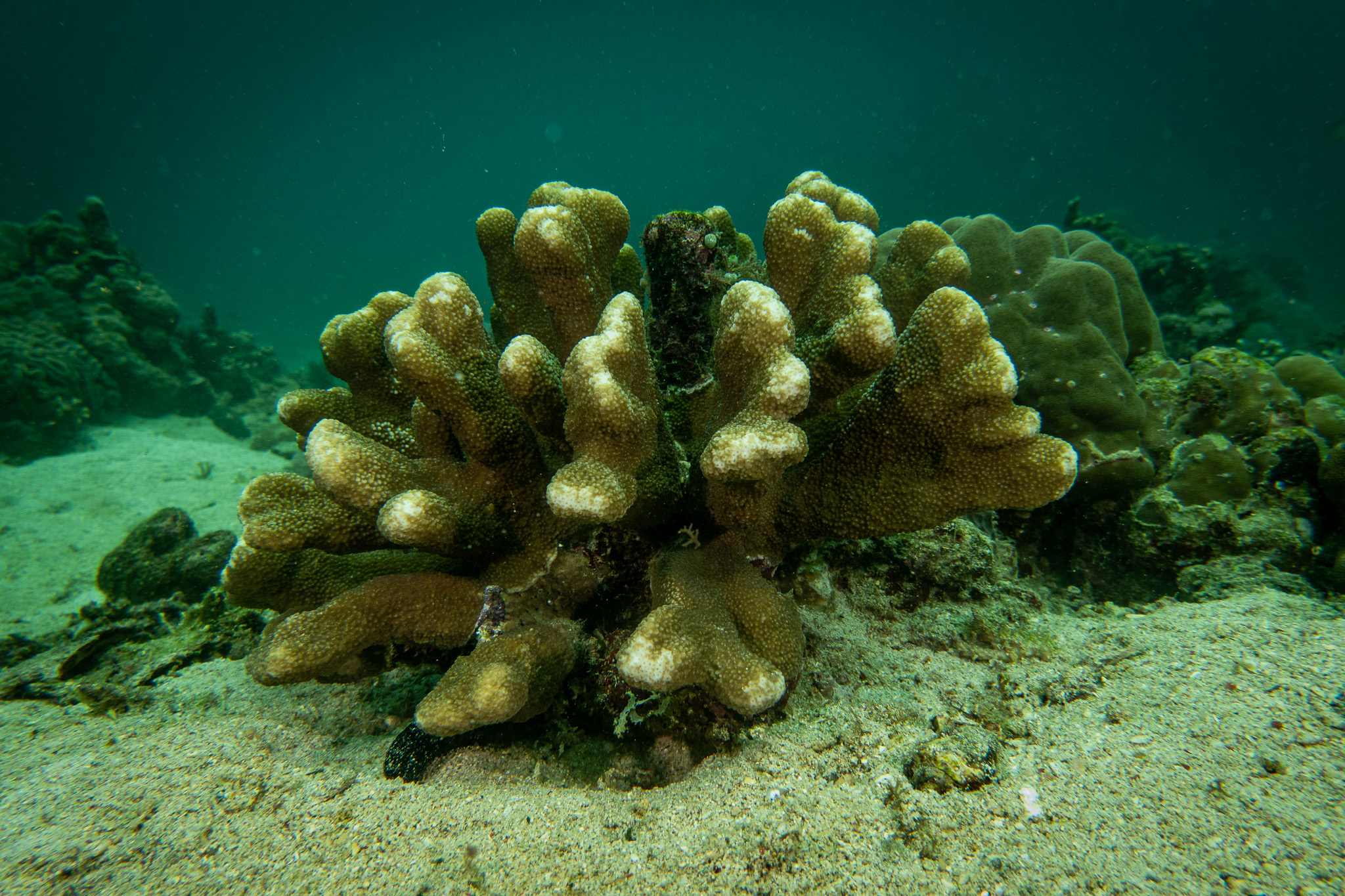 Isopora palifera (Lamarck, 1816)