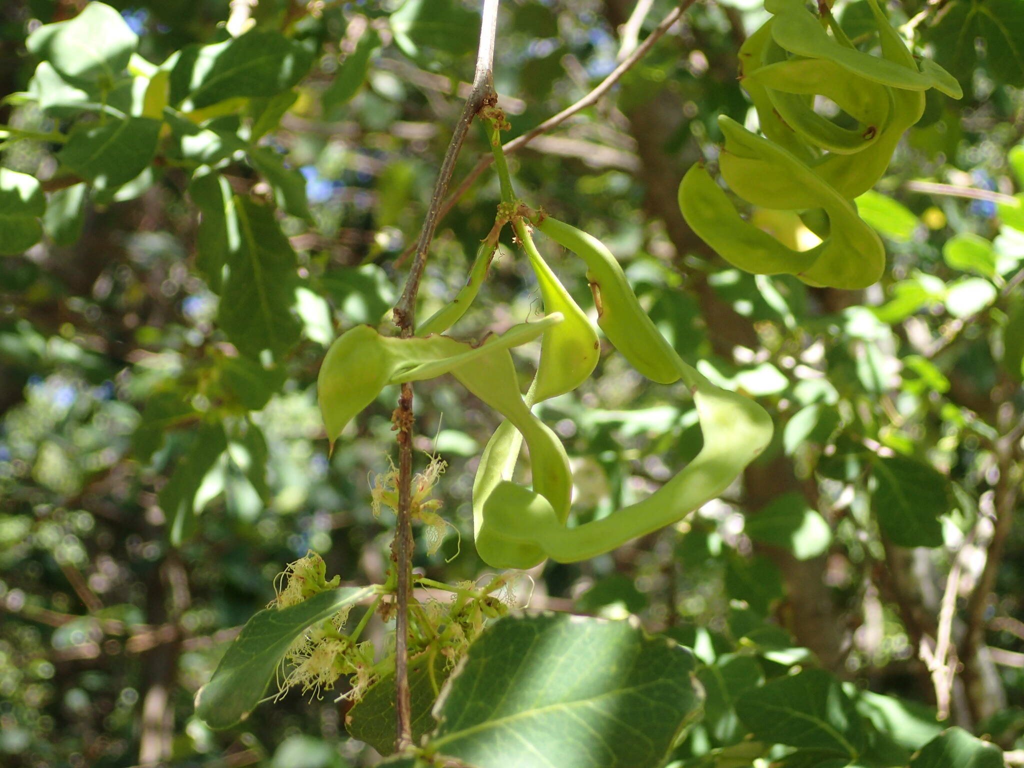 Pithecellobium unguis-cati (L.) Benth.